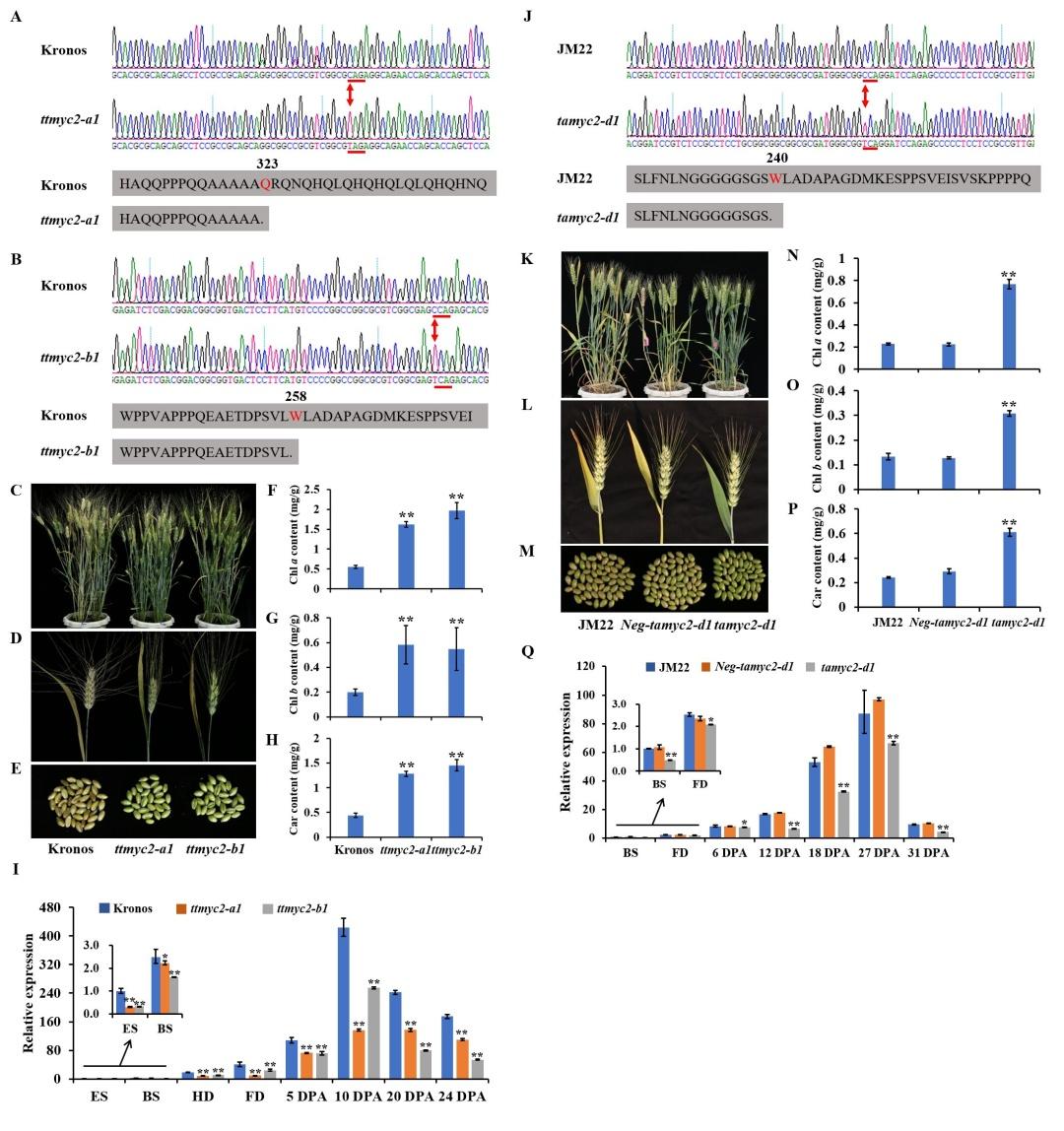 【Plant Physiol】生长素应答因子TaARF15-A1对普通小麦的衰老起负调控作用 - 知乎