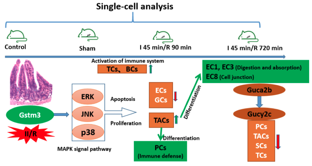 journal-of-pharmaceutical-analysis-if-14-026