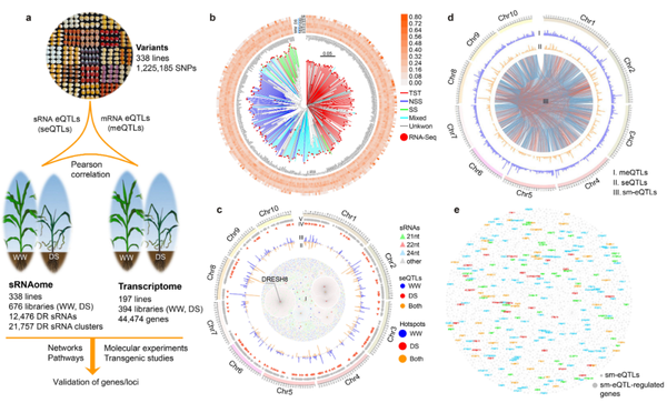 Nature Biotech | 华中农业大学代明球课题组联合李峰、李林课题组揭示玉米抗旱性与产量平衡的关键遗传调控机制 - 知乎