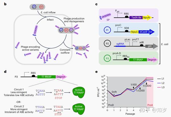 Nature Biotechnology|将腺嘌呤碱基编辑器（ABE）优化成具有低脱靶活性的小型高效胞嘧啶碱基编辑器（CBE） - 知乎