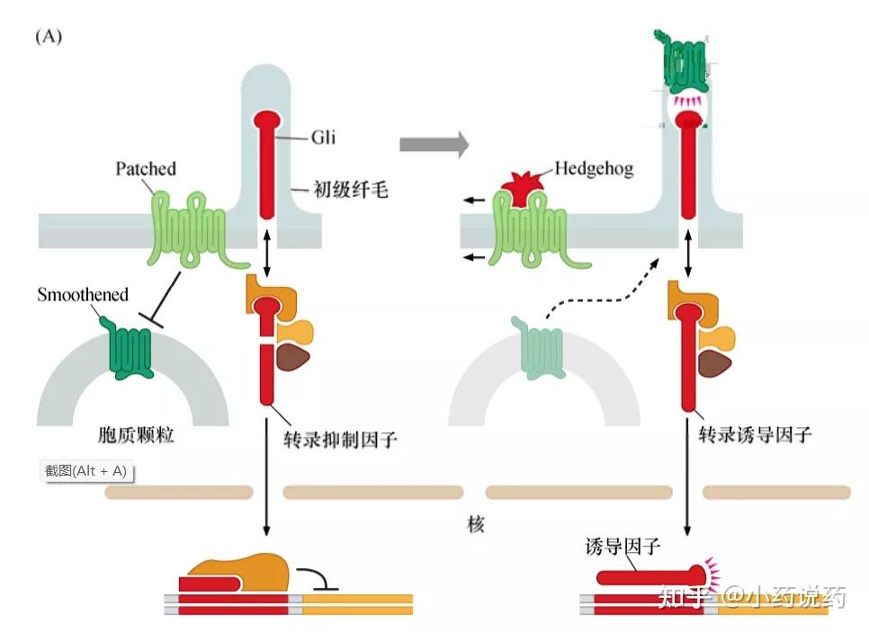 肿瘤生物学：（5）癌症中的细胞信号网络 - 知乎