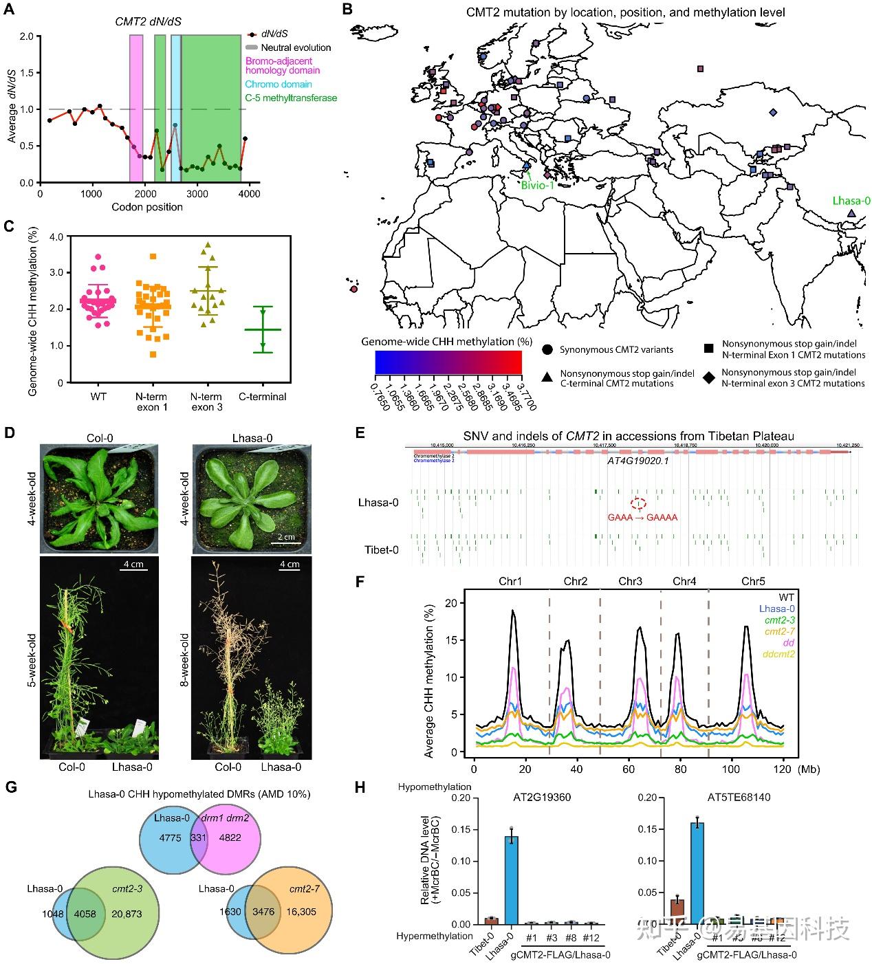 易基因：河大蒋建军教授BS-seq揭示底物特异性和蛋白稳定性促进植物特异性DNA甲基转移酶分化｜Sci Adv - 深圳市易基因科技 - 博客园