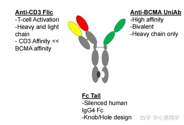 BCMA/CD3双抗技术梳理 - 知乎