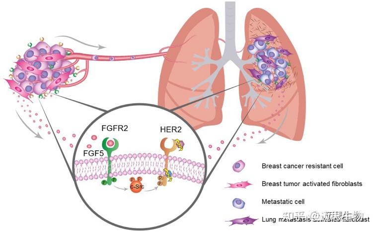 FGF5：毛发生长关键调节剂 - 知乎