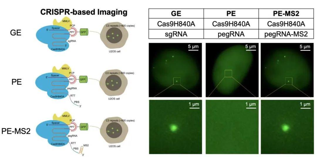 弥补CRISPR技术缺陷，中国科学家提出三种高效灵活的先导基因编辑器，能更精确高效地纠正特定DNA - 知乎