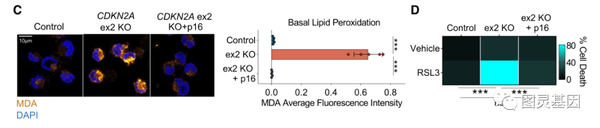 Can Cell | CDKN2A基因缺失重塑脂质代谢，诱发胶质母细胞瘤铁死亡 - 知乎