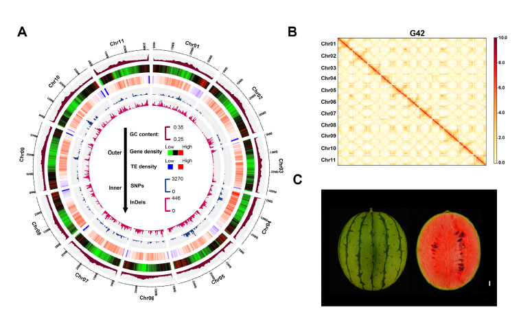 最新最全！10个物种的15篇T2T基因组文章汇总！ - 知乎