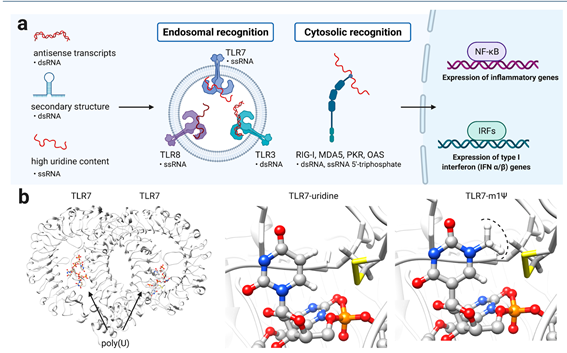 【星耀小课堂】N1-甲基-假尿苷修饰(N1-Methyl-Pseudouridine）——mRNA 疗法远航新马达 - 知乎