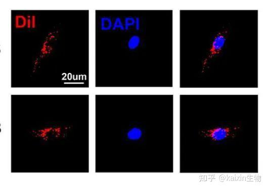 常见亲脂性细胞膜染料DiO, Dil, DiR, Did光谱图和实验操作流程 - 知乎