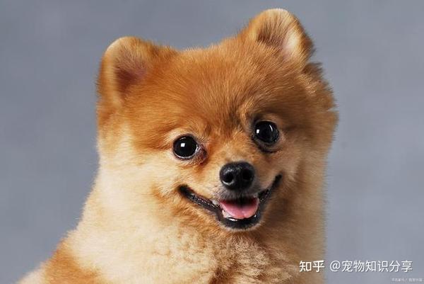 十种最好养的小型犬，小型犬排名前10名！ - 知乎