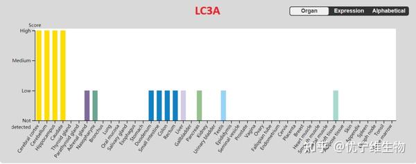 【小优细节君】细胞自噬标志物LC3检测要点，必看！ - 知乎