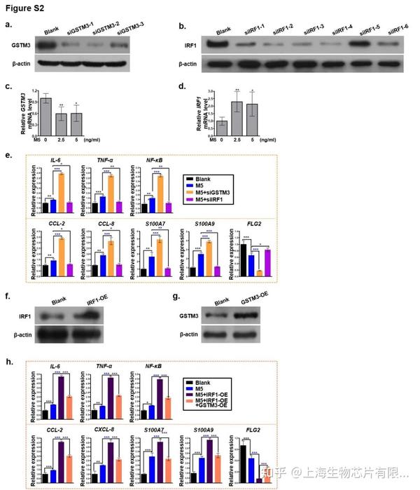 雷公藤红素靶向IRF1/GSTM3轴缓解银屑病样炎症 - 知乎