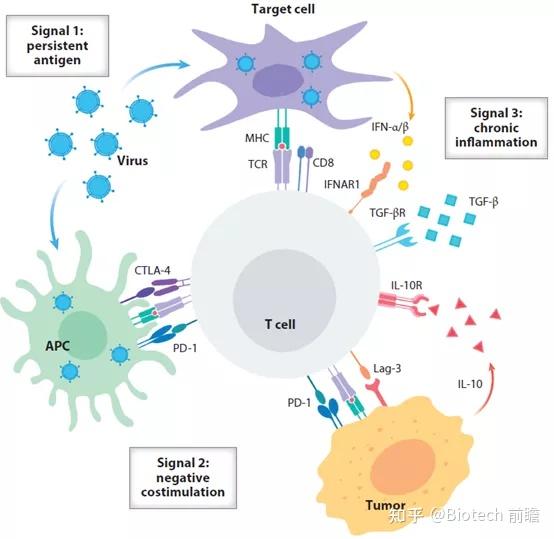 肿瘤免疫中CD8+T细胞耗竭机制探讨及应对展望 - 知乎