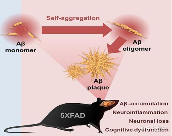 5xFAD（五转）五转家族性阿尔茨海默病模型小鼠 - 知乎