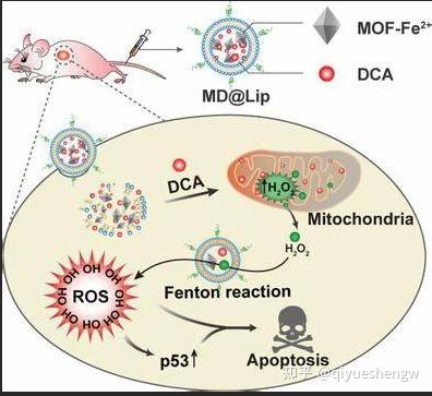 药物装载在金属有机骨架MOF材料中|脂质体修饰的铁基金属有机框架纳米药物BSO@MOF-Lip - 知乎
