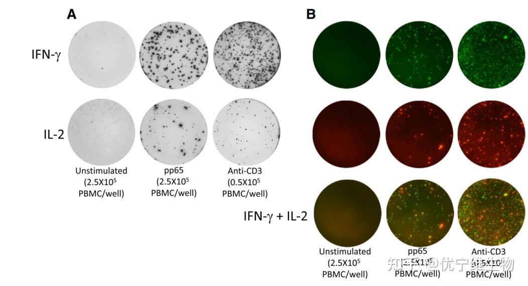 ELISPOT答疑解惑——实验样本常见问题知多少？ - 知乎