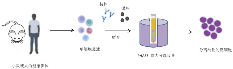 磁珠分选系列—IPHASE CD4+ T淋巴细胞分选试剂盒 - 知乎