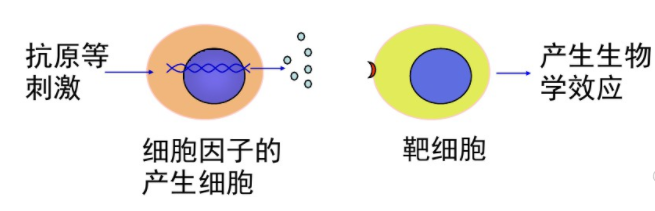 细胞因子简述 - 知乎
