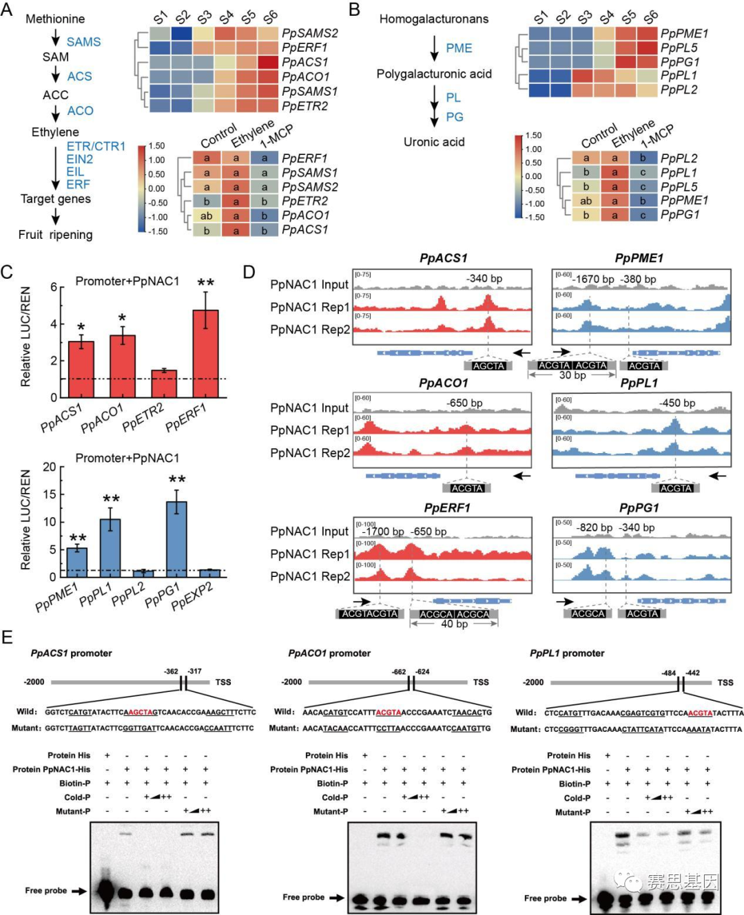 【Plant Physiol】转录因子PpNAC1和DNA去甲基酶PpDML1协同调控桃果实成熟 - 知乎
