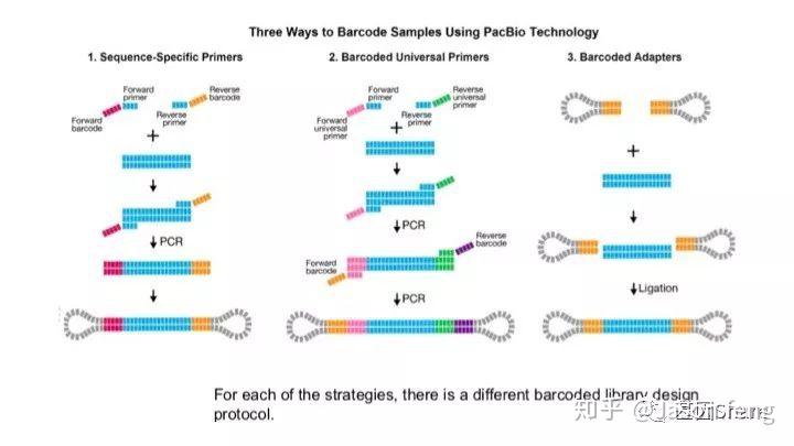 Pacbio测序原理以及SMRT bell文库构建流程简述 - 知乎