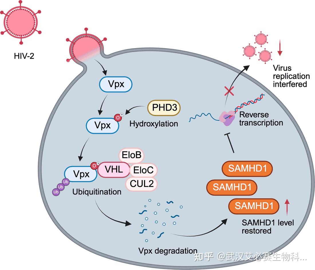 四川眉山出现首例 HIV-2 感染，撬动中国艾滋病防控的盲区 - 知乎
