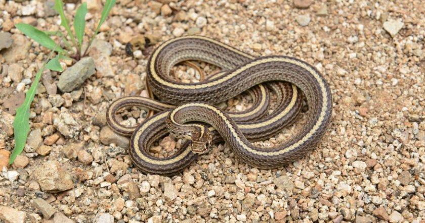 朝鲜半岛蛇类略记 - 知乎