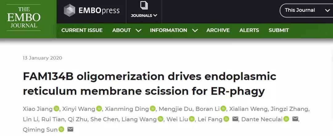 EMBO J丨孙启明/Dante Neculai/方雷合作揭示内质网膜片段化的分子机制 - 知乎