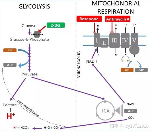 用Seahorse检测线粒体功能和细胞代谢状况 - 知乎