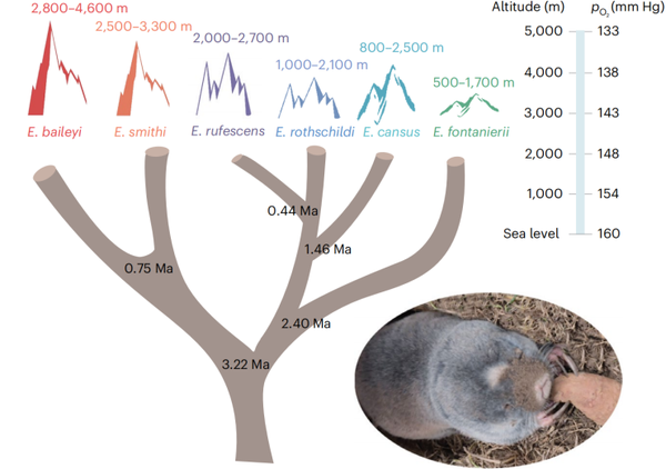 Nat Ecol Evol项目文章详解 | 兰州大学李克欣/刘建全合作揭示基因组结构变异和3D基因组进化在高原鼢鼠低氧适应中的作用 - 知乎