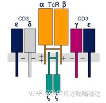CD3靶点分析 - 知乎