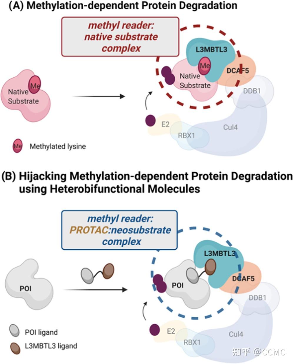 JACS：招募L3MBTL3:DCAF5的新型PROTAC - 知乎