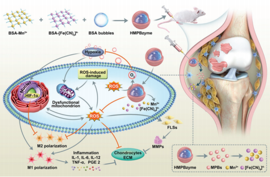 文献解读：骨关节炎治疗或有新希望？生物可降解HMBP酶大有潜力！ - 知乎