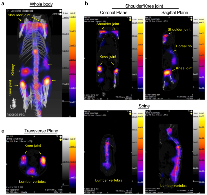 NIR-II荧光团丨P800SO3-PEG：可肾清除的荧光团实现骨靶向成像治疗 - 知乎