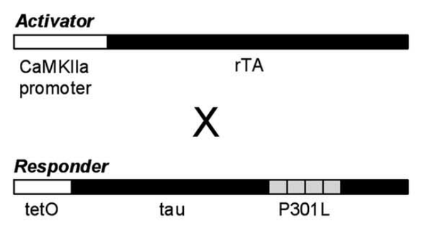 rTg4510小鼠|AD模型 - 知乎