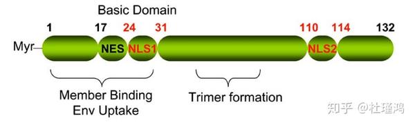 HIV：“不致死的致死病毒”(2)：HIV复制的早期阶段 - 知乎