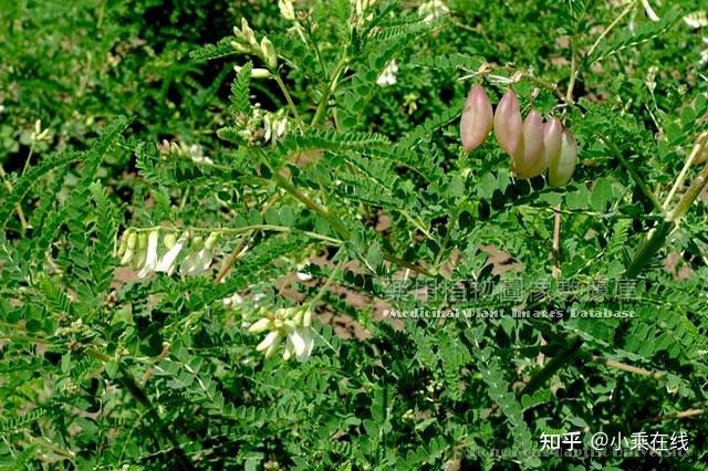 黄芪（中药材资料、植物图像、化学结构、含黄芪的中成药） - 知乎