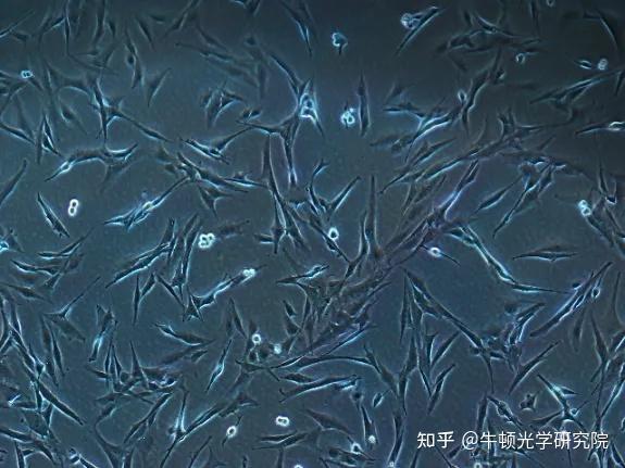 Hela细胞为什么会被称为“不死细胞”？ - 知乎