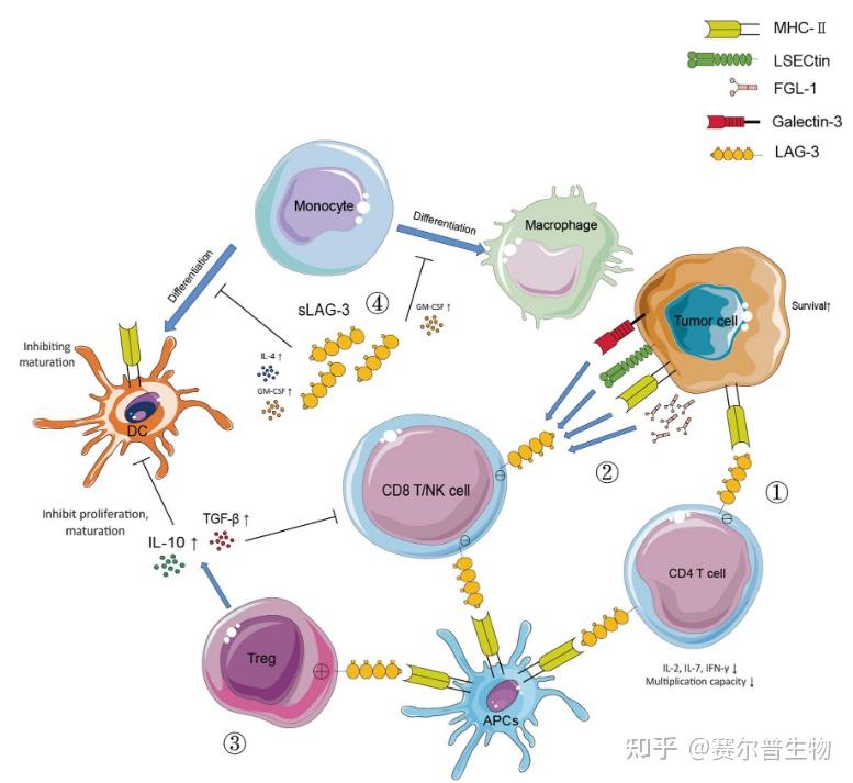 盘点 | 新晋免疫检查点：LAG-3/TIM-3/TIGIT - 知乎