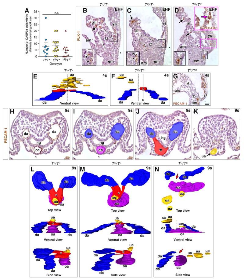 TBXT 与胎儿-胎盘动脉连接，以及 19TL 规则的另一个解释 - 知乎