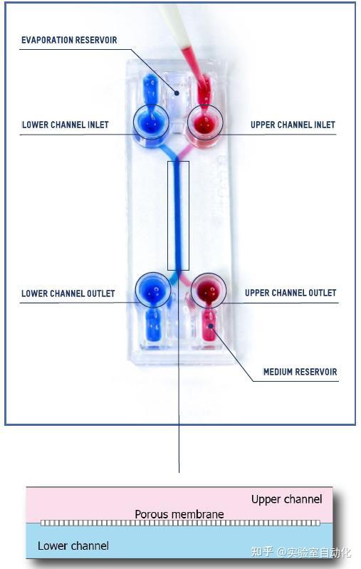 BEOnChip 细胞培养微流控芯片 - 知乎