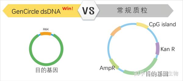 GenCircle dsDNA演绎极简美学！金斯瑞GCT试剂原料管线再添王牌 - 知乎