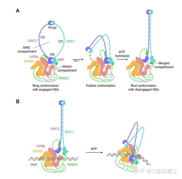 【Science论文拆解】人黏连蛋白-NIPBL-DNA复合物的冷冻电镜结构 - 知乎
