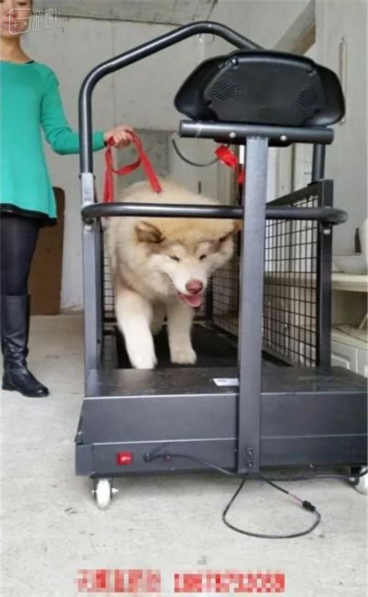 自动遛狗装置迷思 - 知乎