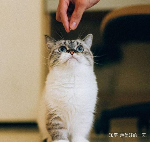 一只猫有这些迹象，证明它太“孤独”了，经常被忽视！ - 知乎