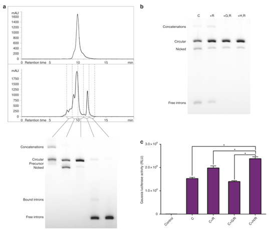 【耀文解读】环状RNA篇|深度解读构建circRNA稳定高效蛋白表达策略 - 知乎