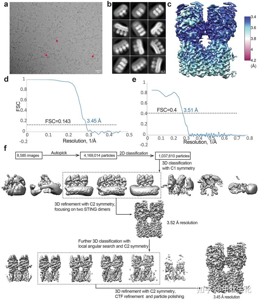 Nature：新研究揭示出STING蛋白的一个新的结合位点 - 知乎