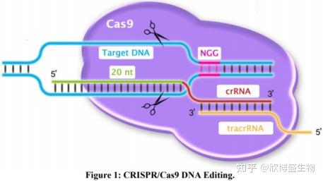 Cas9 ELISA Kit产品介绍—Cell Biolabs - 知乎