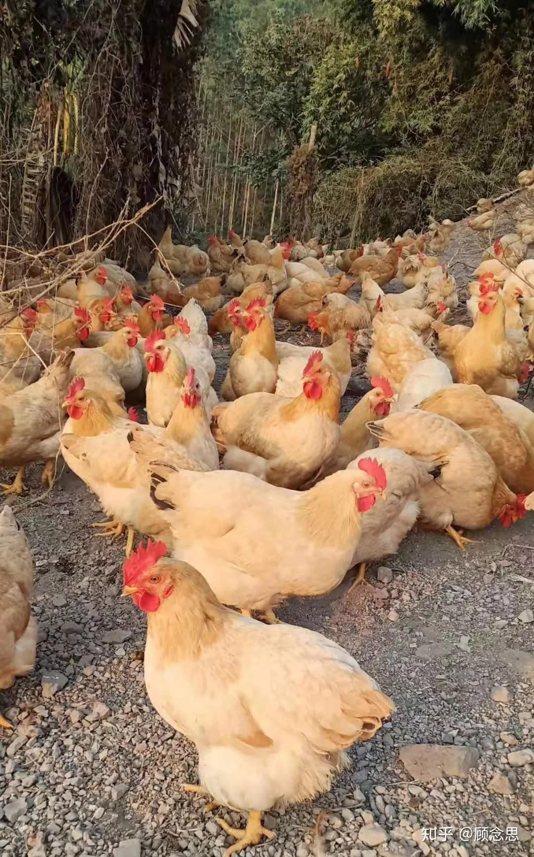 阉鸡前后应如何处理?阉鸡饲养管理关键技术 知乎