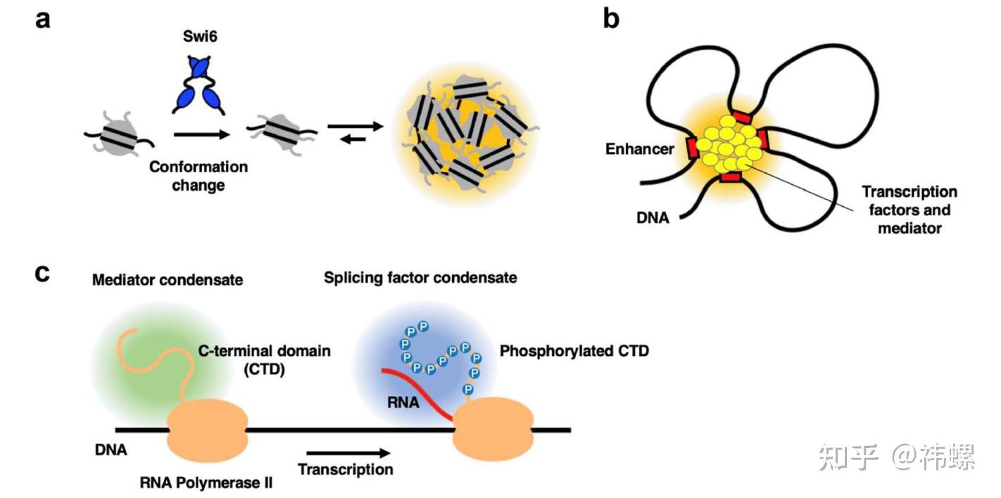 相分离相关综述（1） - 知乎