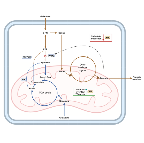 Cell Reports丨PKM2 依靠线粒体一碳循环转移糖酵解通量 - 知乎